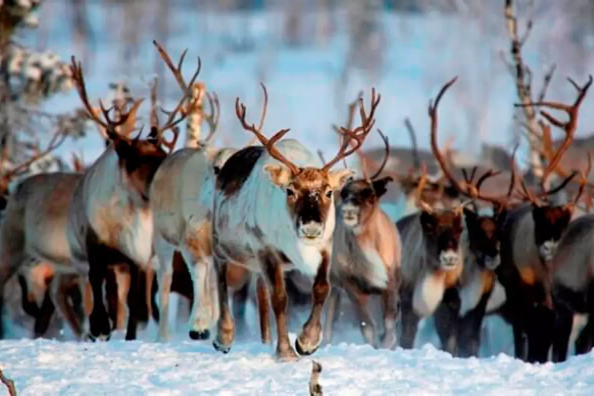 Ndị agha reindeer kagbuo ọkwa abụọ pụrụ iche nke Swedish Rally 2022