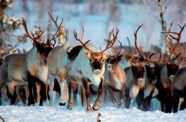 Reindeer ບັງຄັບໃຫ້ຍົກເລີກສອງຂັ້ນຕອນພິເສດຂອງ Swedish Rally 2022