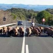 Excremente de porc, noul pavaj pentru drumuri