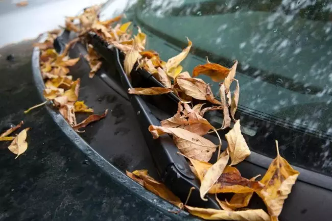 leaves-bonnet-windshield.jpg