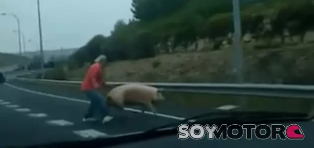 Kierowca próbuje złapać świnię