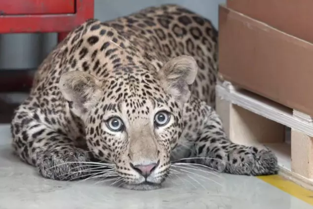 A leopard sneaks into a Mercedes-Benz factory